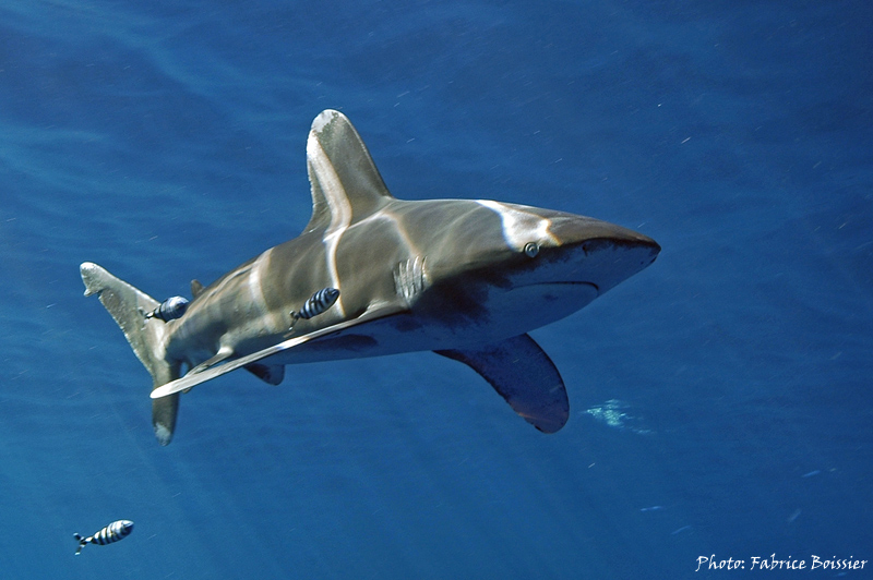 Requin océanique - Shark Education
