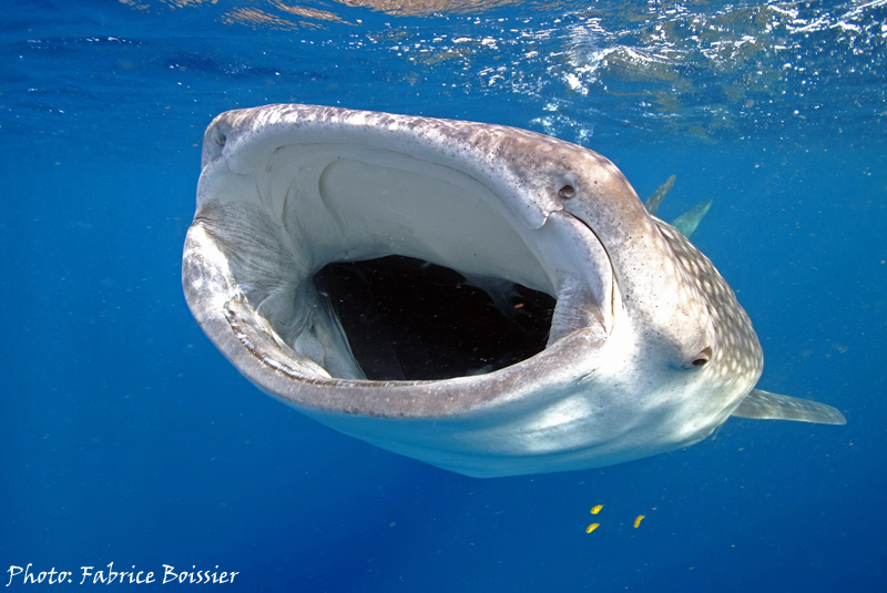 Requin baleine - Shark Education