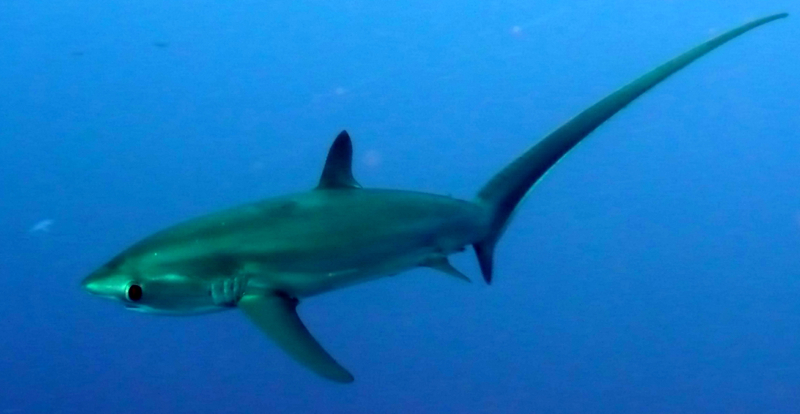 Requin renard pélagique - Shark Education