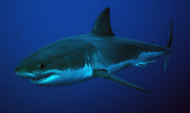 Grand requin blanc - Shark Education